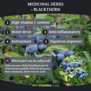 The benefits of blackthorn: a natural ally for your health