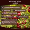 The Remarkable Benefits of Rosehip: Nature’s Hidden Gem